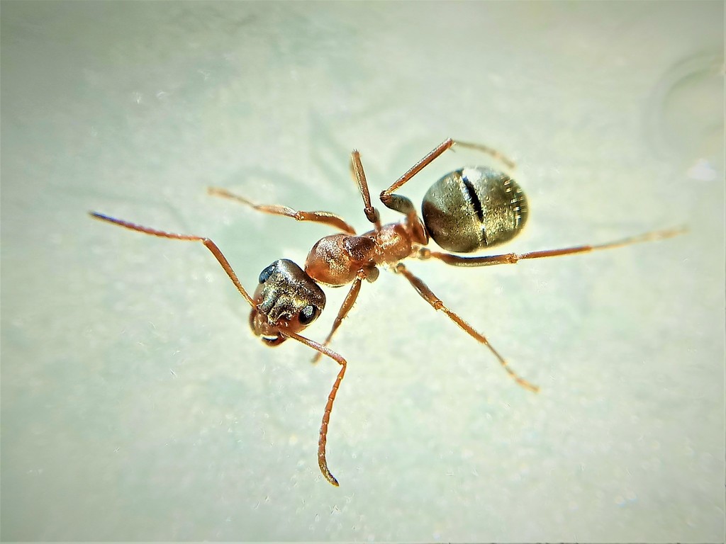 Wood, Mound, and Field Ants from Αγ. Βαρβάρα, Ελλάδα on May 12, 2022 at ...