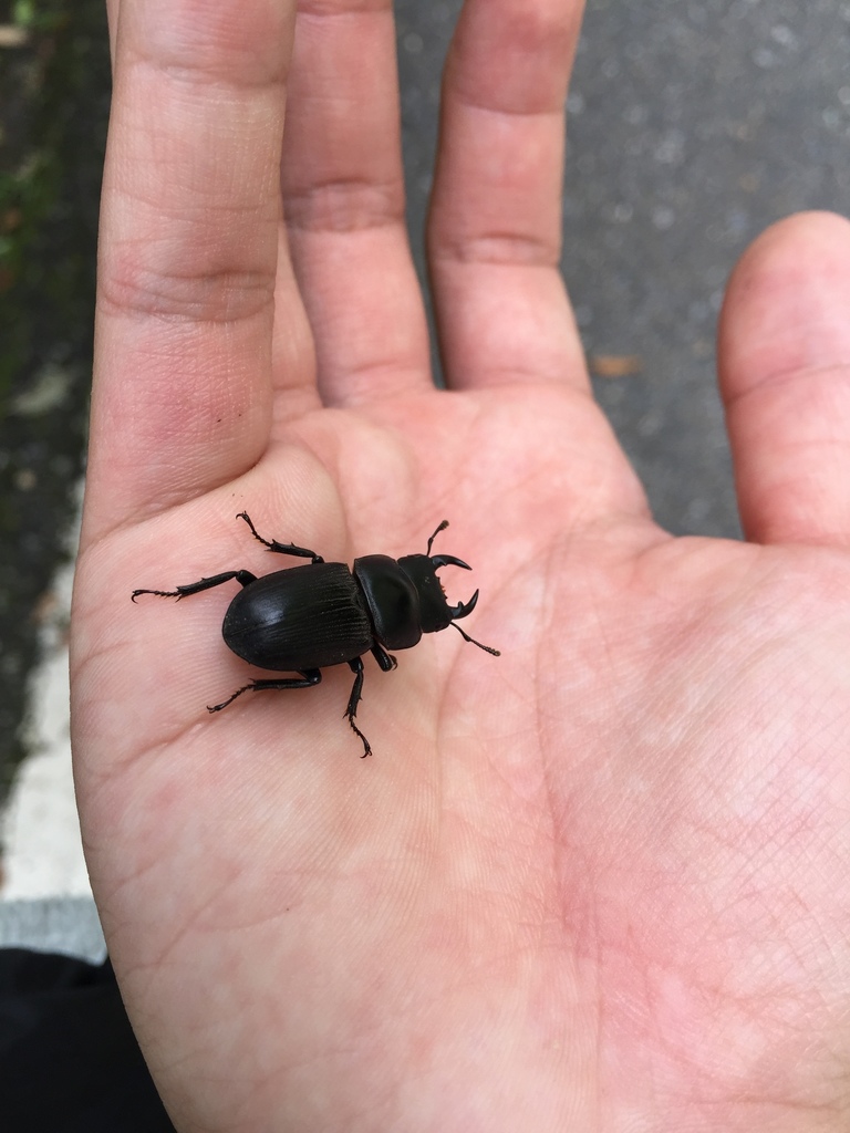 Dorcus reichei (世界犀金龟和锹形虫) · iNaturalist