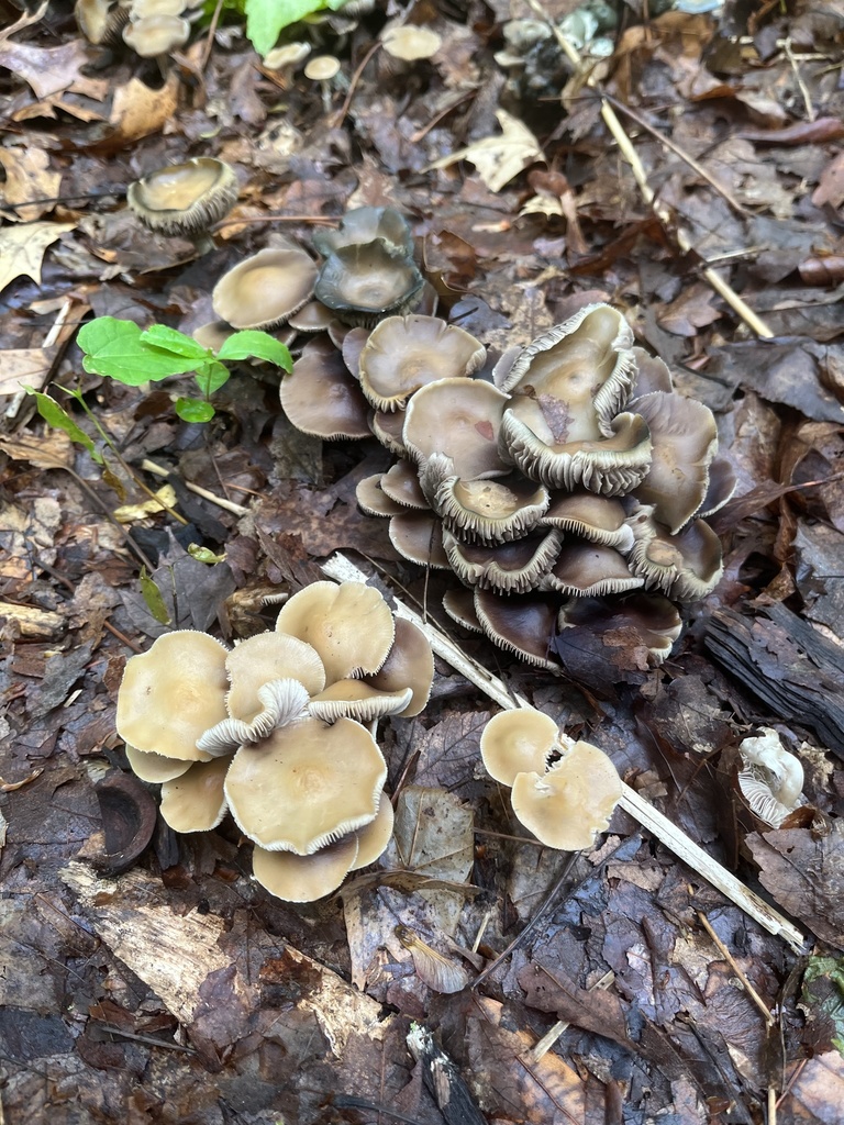 Psychedelic Ovoid Mushroom from Long Island, Glen Cove, NY, US on May ...