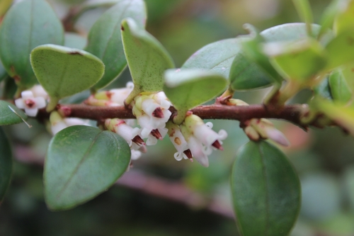 Disterigma alaternoides · iNaturalist