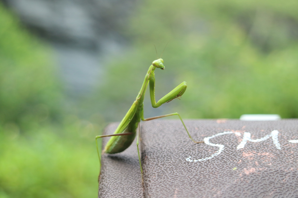 Statilia from 982台灣花蓮縣卓溪鄉瓦拉米 on June 03, 2018 at 02:34 PM by ChienYL ...