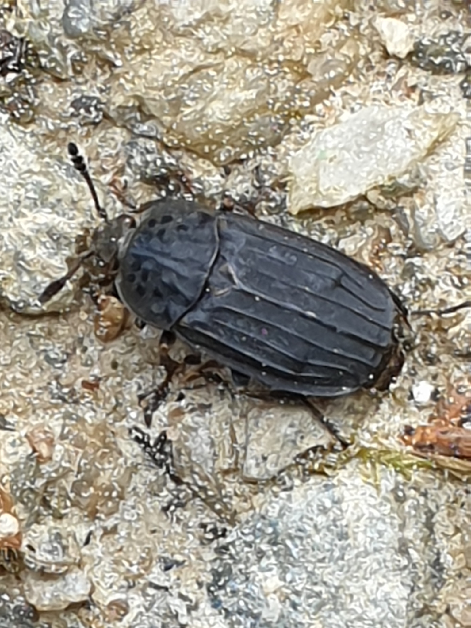 Thanatophilus sinuatus (Fabricius, 1775)