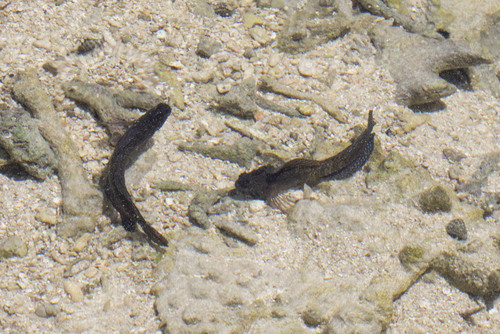 Praealticus triangulus · iNaturalist