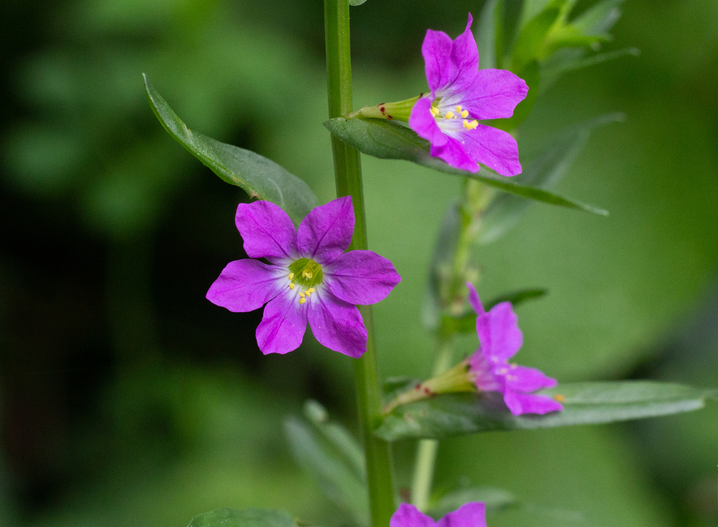 Binsenartiger Weiderich (Tenerife Plants Myrtales, Oxalidales ...