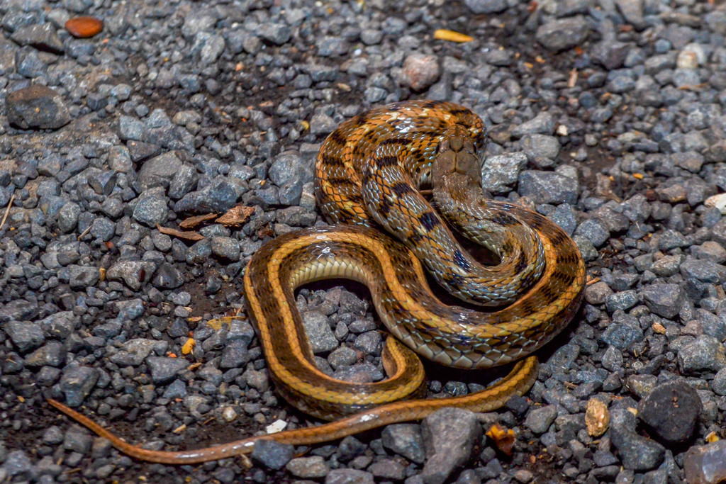 Buff Striped Keelback (Amphiesma stolatum) - Snakes and Lizards