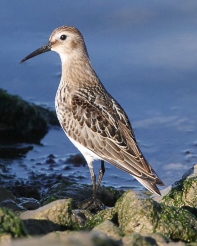 Dunlin (Birds of Serbia - guide) · iNaturalist