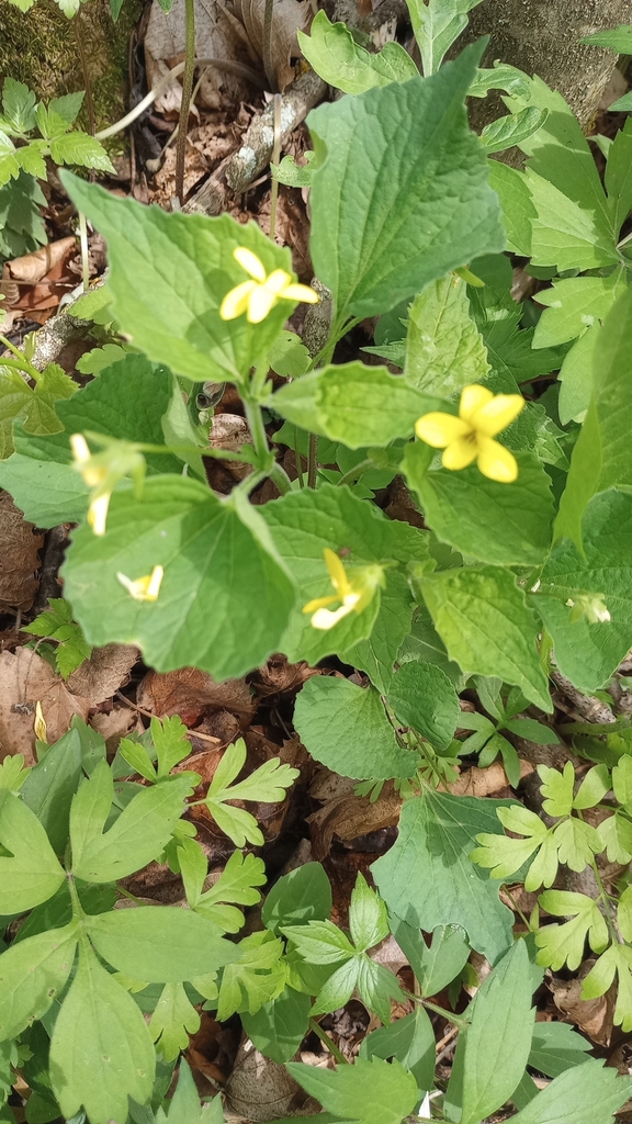 Smooth Yellow Violet from Iowa County, US-WI, US on May 15, 2022 at 10: ...