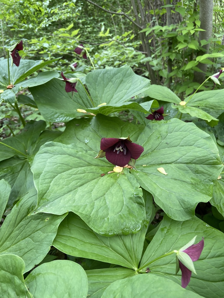 southern red trillium from Parkerville Rd, West Chester, PA, US on May ...