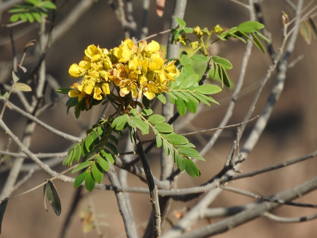 Senna guatemalensis from Zimapan, Hgo., Mexico on March 29, 2022 at 01: ...