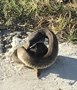 Eastern Hognose Snake from Grimes County, TX, USA on June 15, 2018 at ...