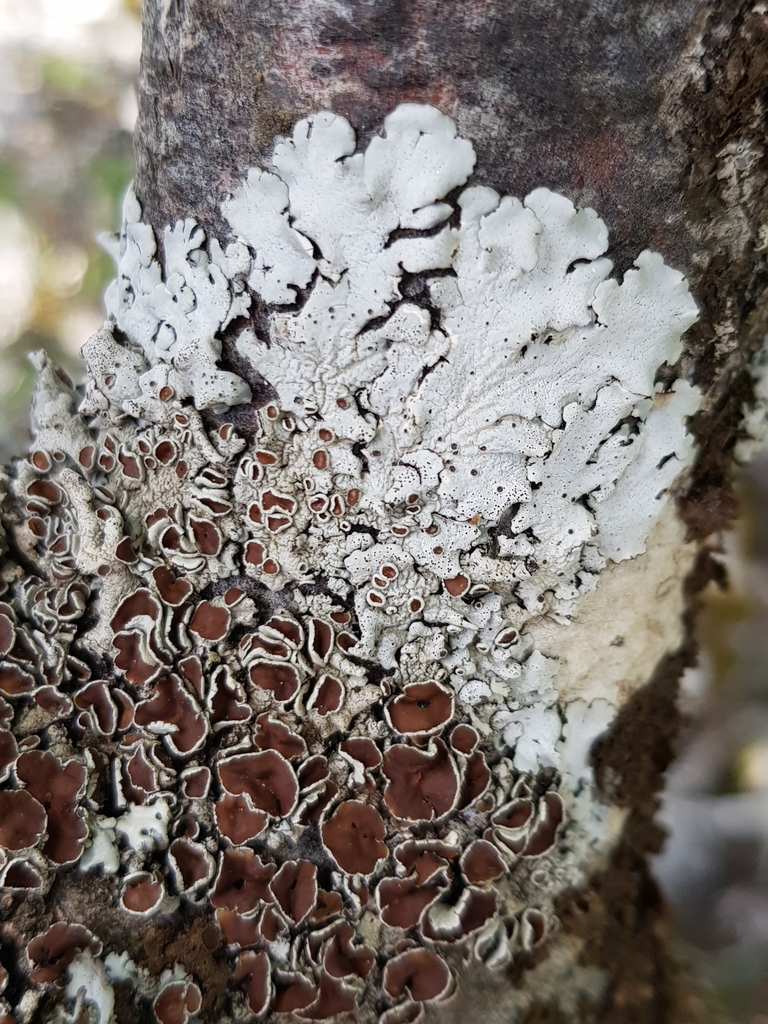 Parmelina quercina (Espèces du programme Lichens GO) · iNaturalist