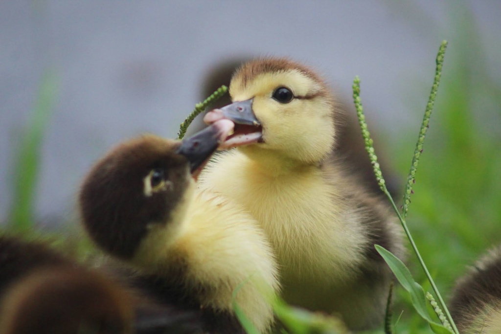 Domestic Muscovy Duck from Tropical Park, Miami, FL, US on May 15, 2022 ...
