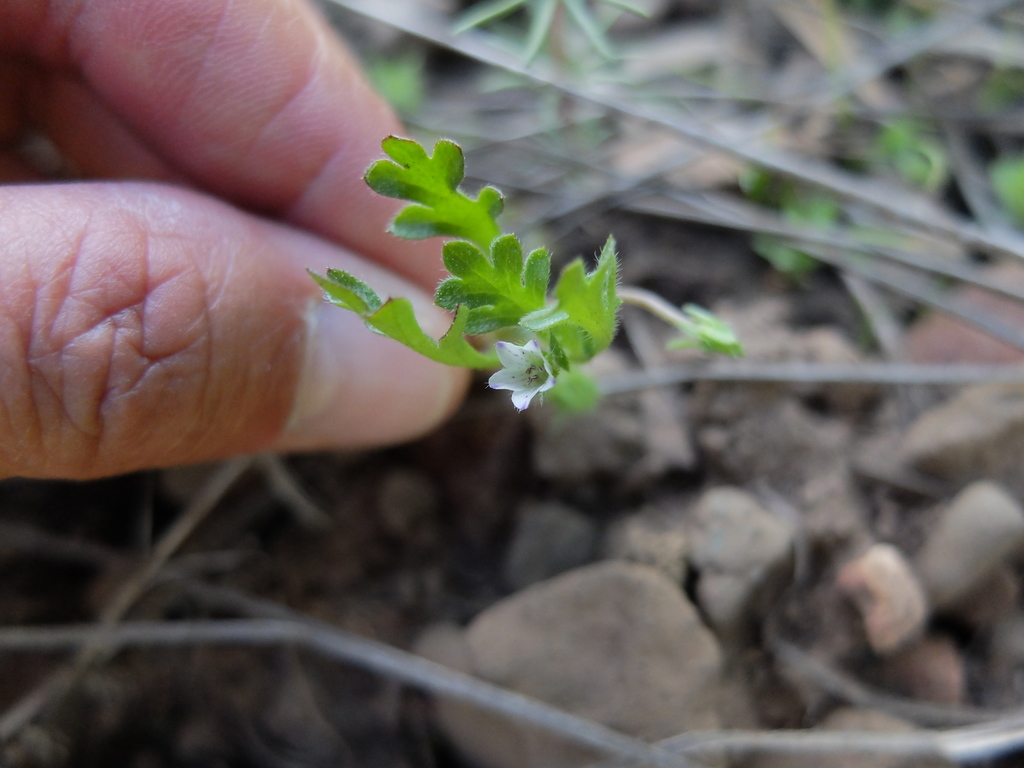 Sierra baby blue eyes from Truckee, CA on June 8, 2015 at 02:29 PM by ...