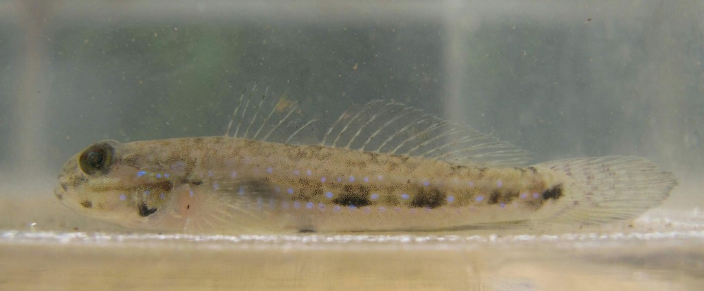 Acentrogobius from 香港 on June 16, 2018 at 09:20 PM by H.T.Cheng ...