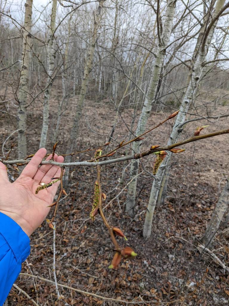balsam poplar from Springfield, MB, Canada on May 14, 2022 at 01:18 PM ...