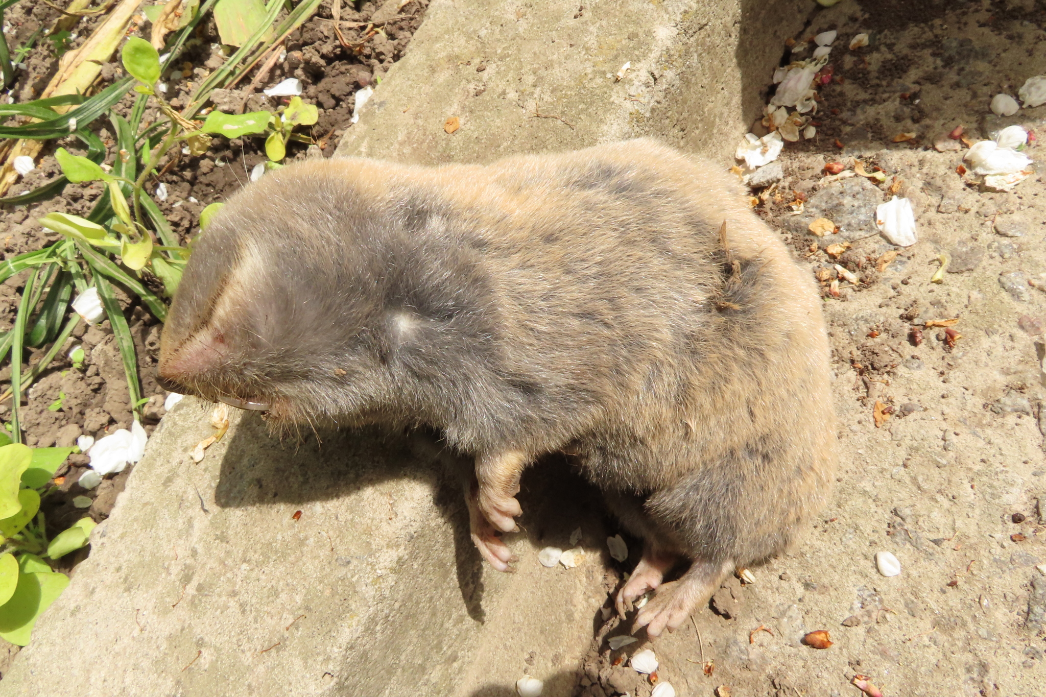 Spalax microphthalmus Guldenstaedt, 1770