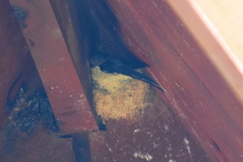 Subspecies Collocalia affinis cyanoptila · iNaturalist