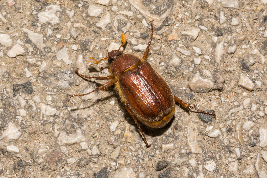 Holochelus fraxinicola from Provincia di Vicenza, Italia on May 12 ...