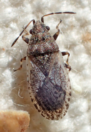 Crophius scabrosus · iNaturalist