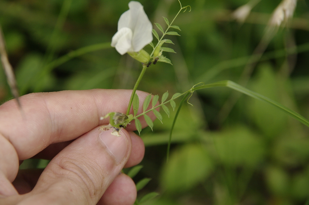 Large yellow vetch from Aiken County, SC, USA on June 13, 2018 at 12:29 ...