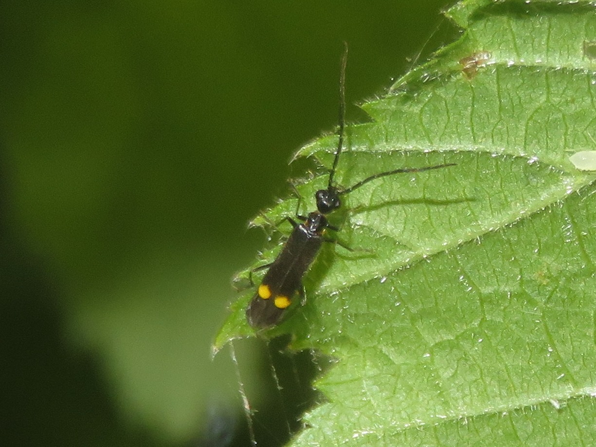 Malthodes Kiesenwetter, 1852