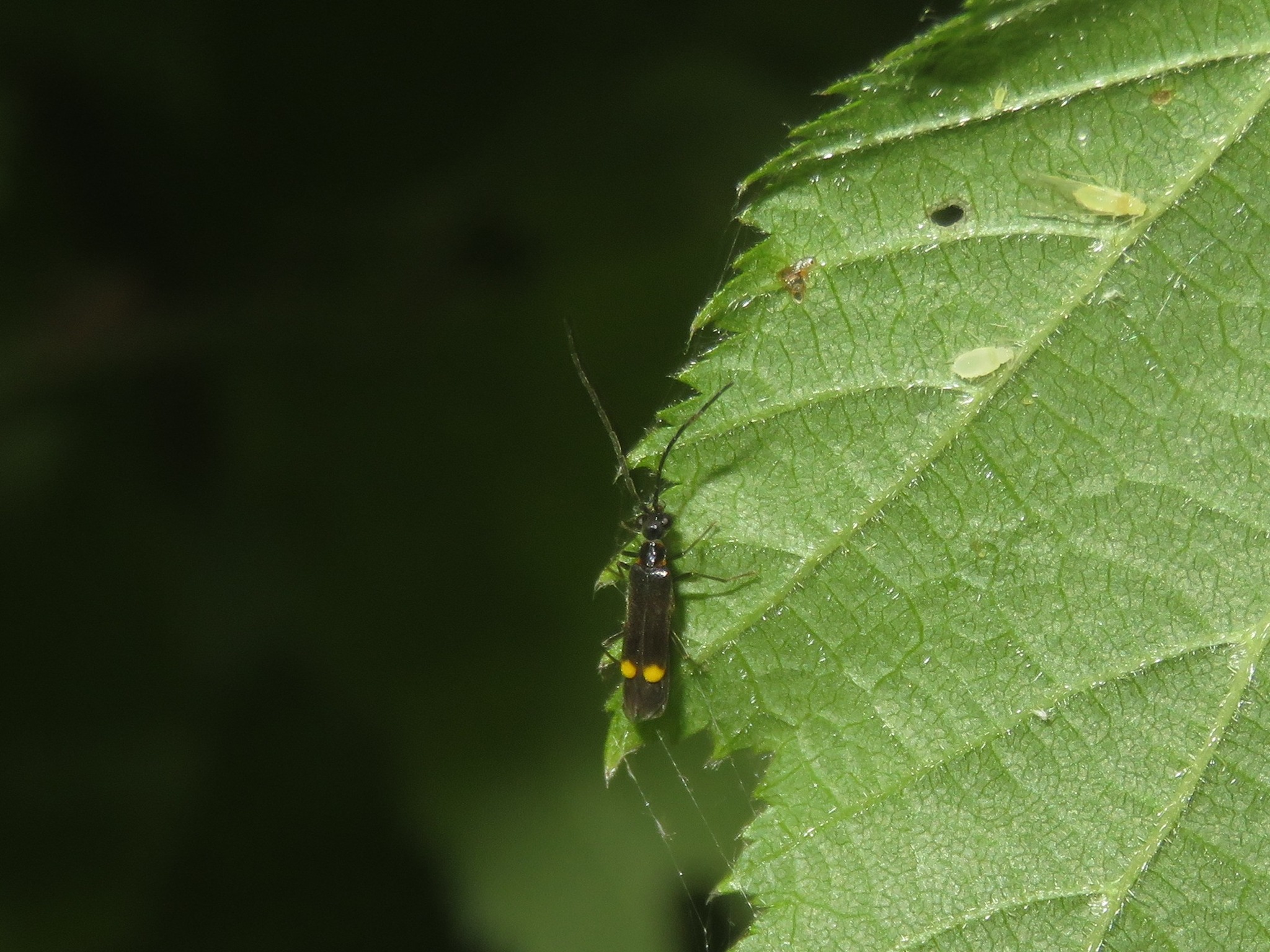 Malthodes Kiesenwetter, 1852