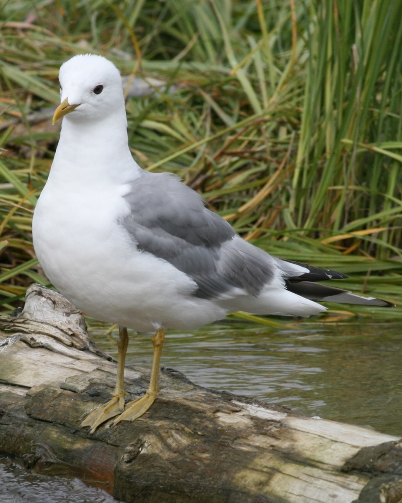 Mew Gull (Birds of Serbia - guide - old) · iNaturalist
