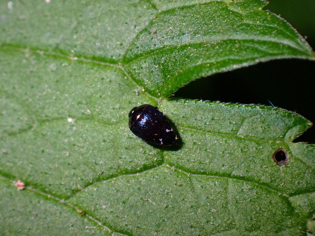 Pachyschelus purpureus from Barry County, MO, USA on May 14, 2022 at 04 ...