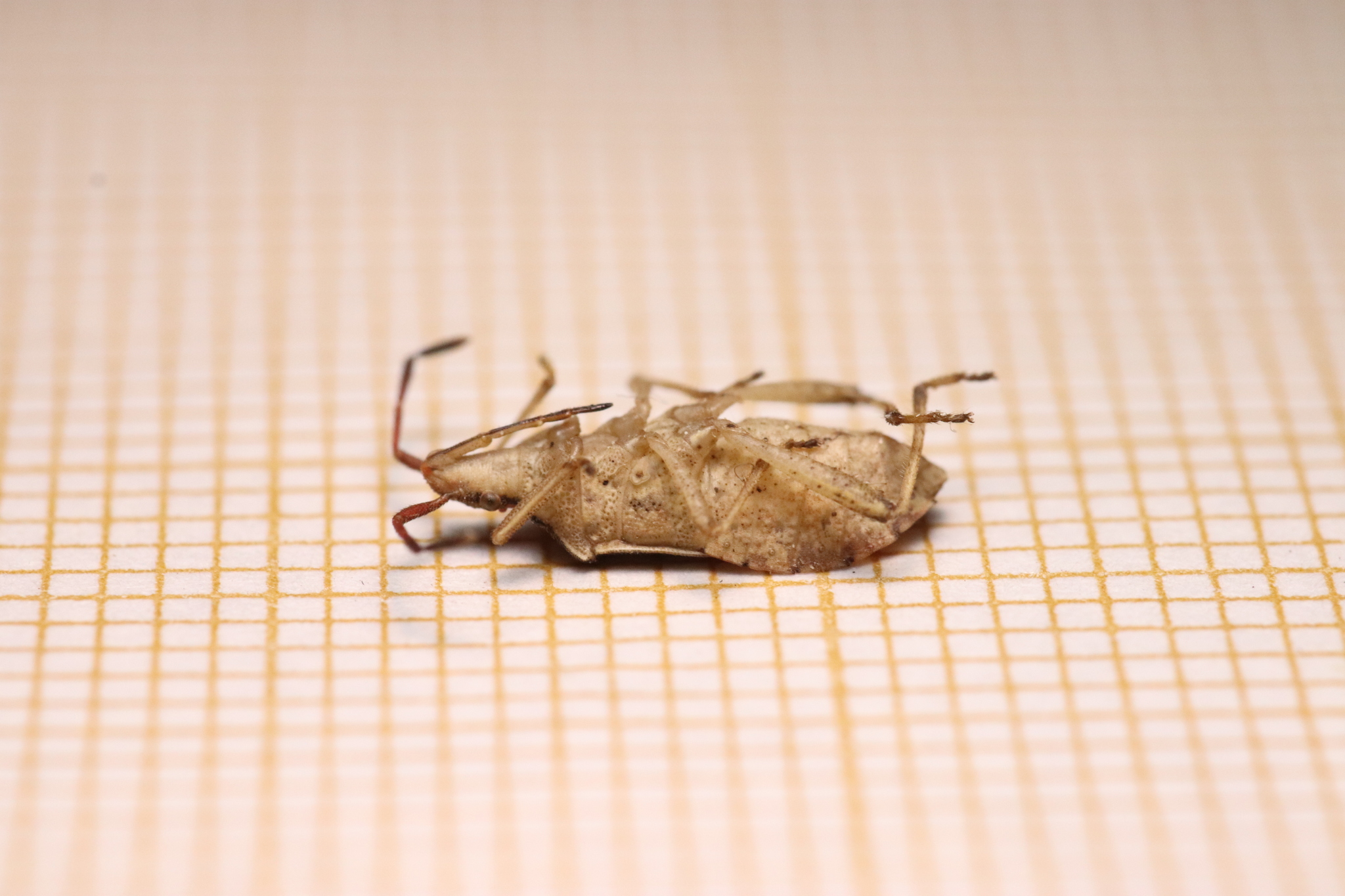 Ceraleptus lividus Stein, 1858