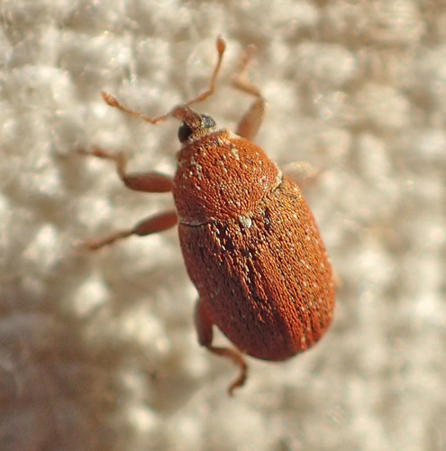 Sibinia fulva · iNaturalist