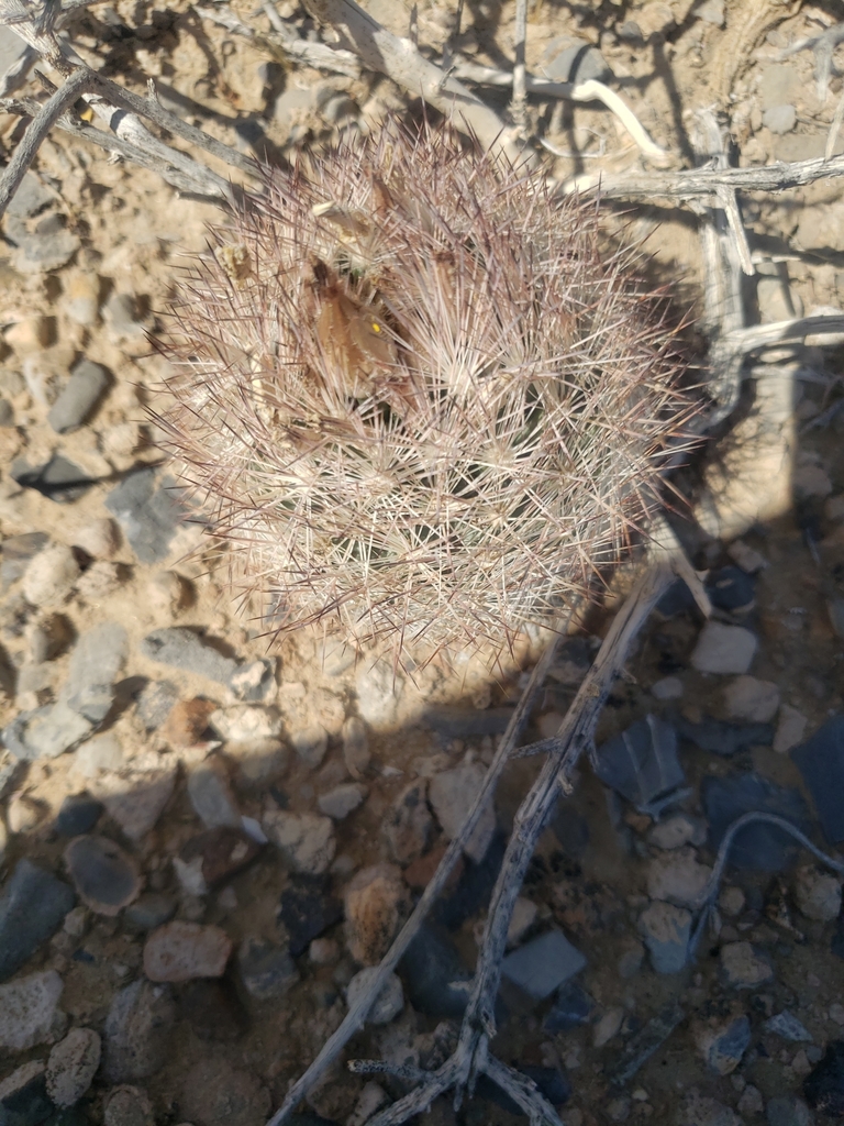 Desert Spinystar from Clark County, NV, USA on May 15, 2022 at 09:55 AM ...