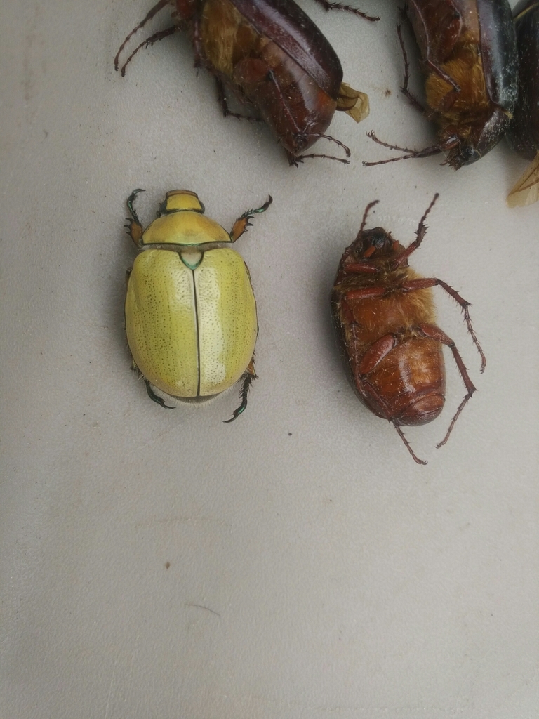 Goldsmith Beetle from Wainwright Dunes Ecological Reserve on June 16 ...