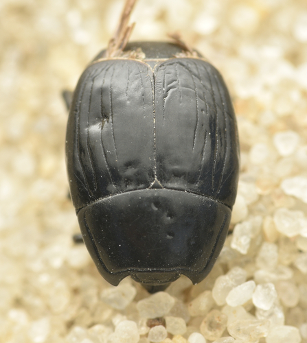 Margarinotus neglectus · iNaturalist Mexico