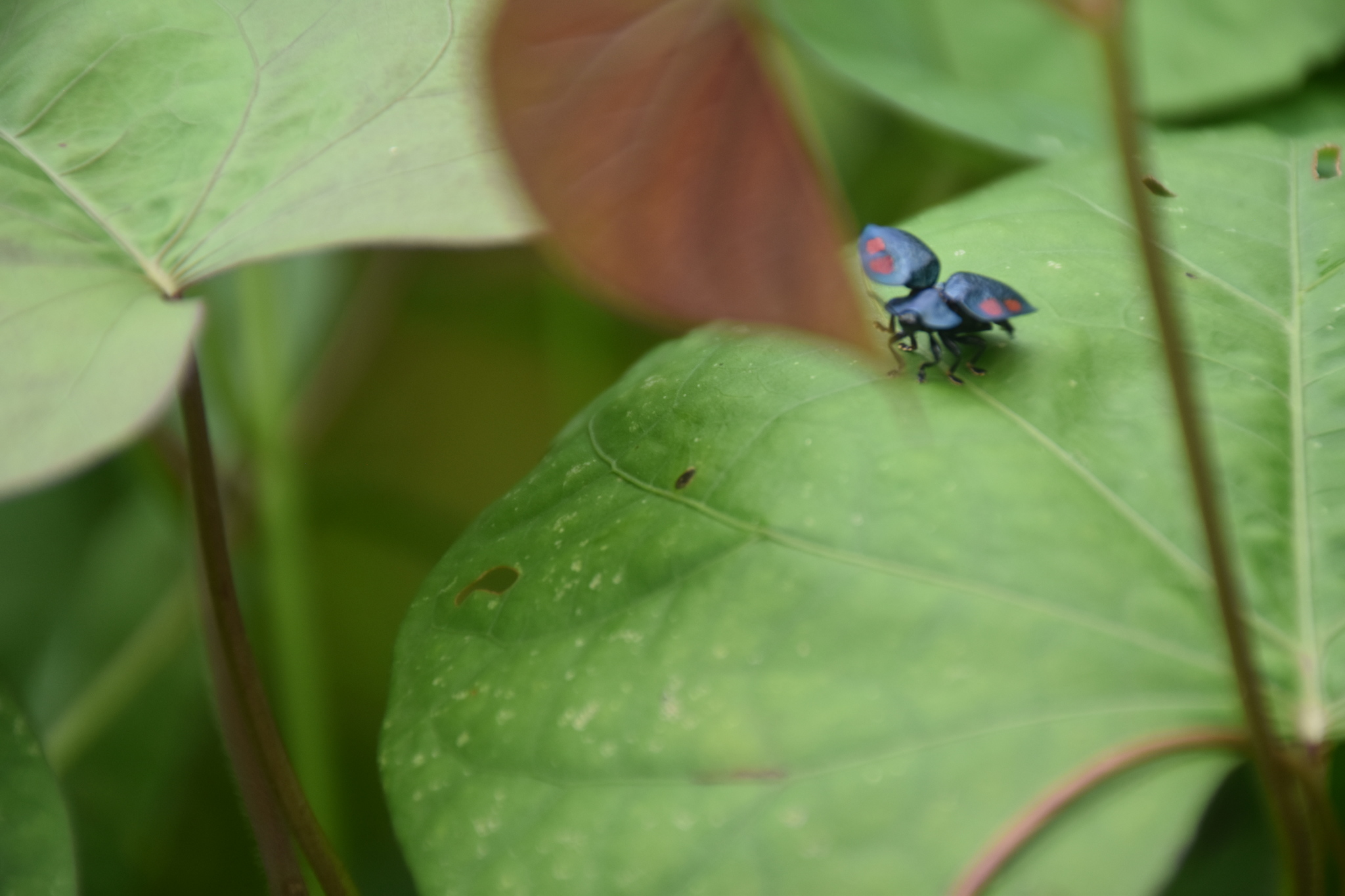 Stolas discoides (Linnaeus, 1758)