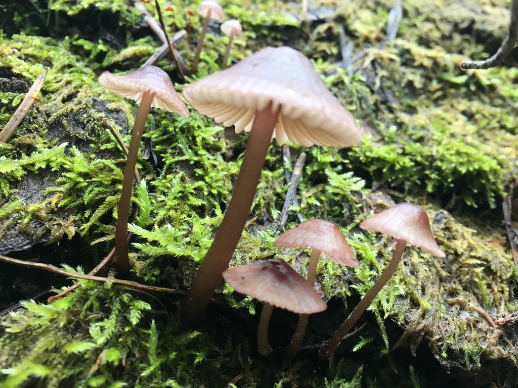 purple-edge bonnet from Cascade, ID, US on May 13, 2022 at 02:53 PM by ...