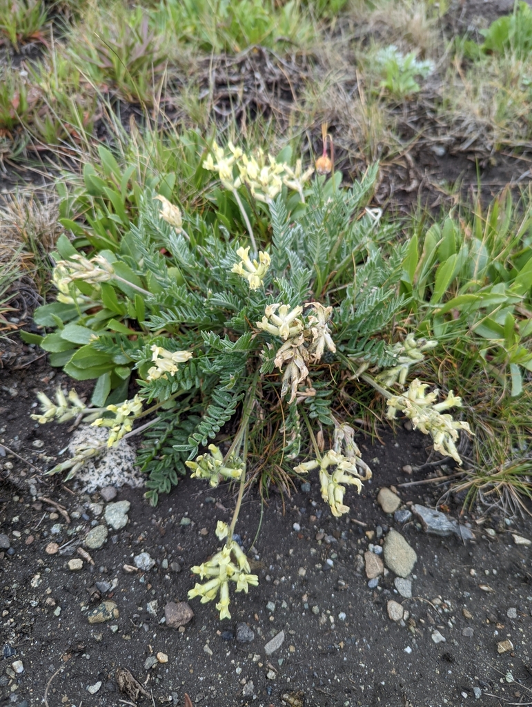 late yellow locoweed from Lopez Island, WA 98261, USA on May 15, 2022 ...
