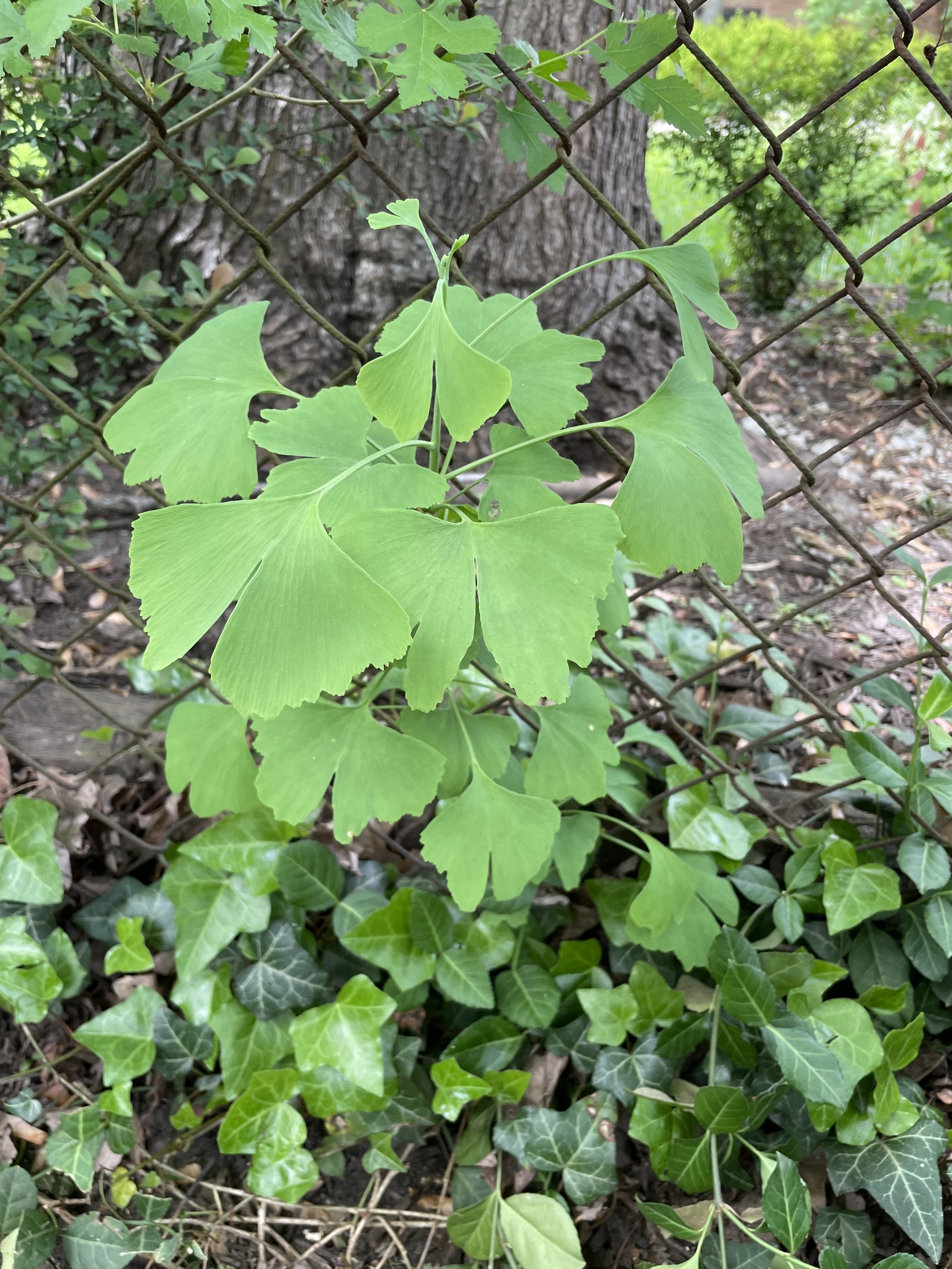 Ginkgo biloba L.