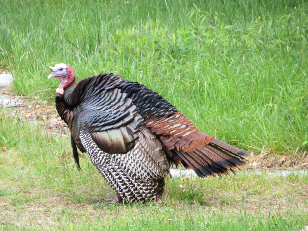 Wild Turkey from Sharon, MA, USA on May 15, 2022 at 10:08 AM by Julie ...