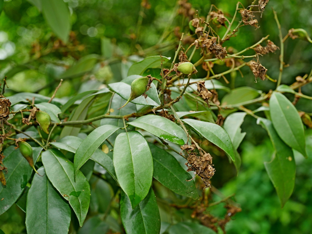 Ormosia formosana in May 2022 by Jacy Chen · iNaturalist