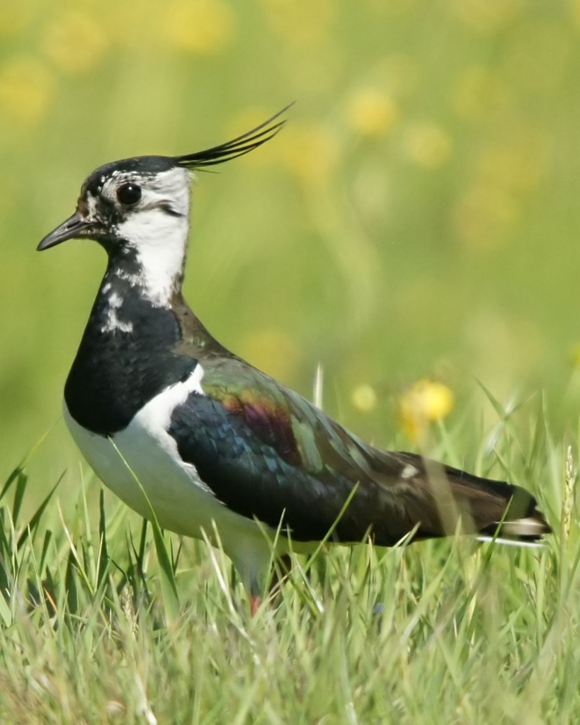 Northern Lapwing (Birds of Serbia - guide - old) · iNaturalist
