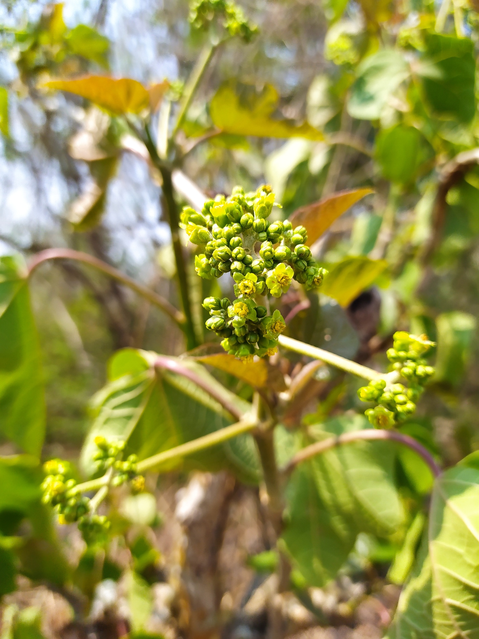 Jatropha curcas L.