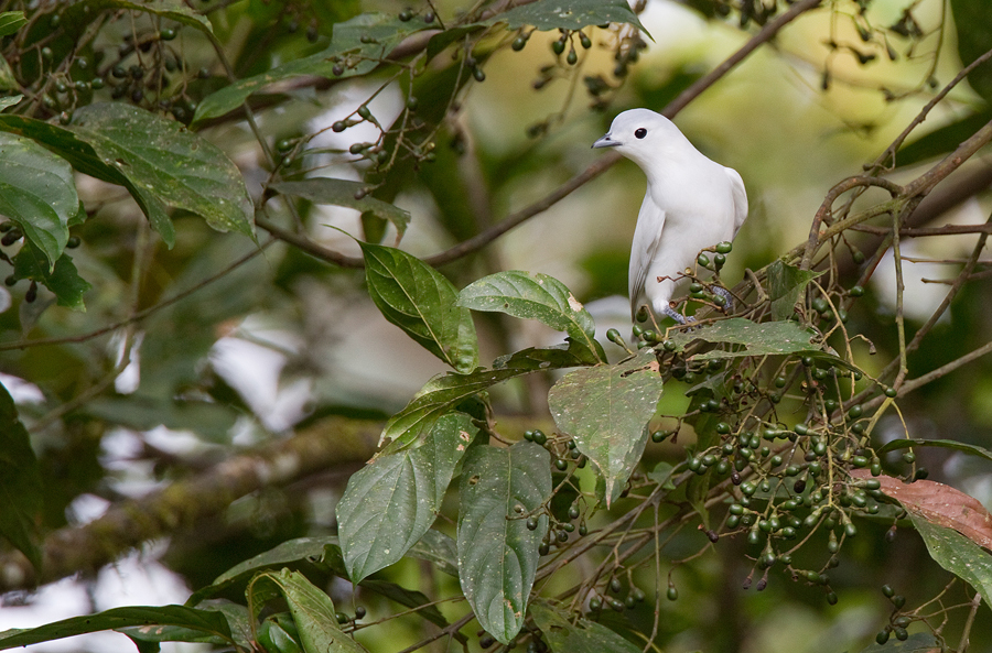 Snowy Cotinga from La Selva Biological Station on February 27, 2015 at ...