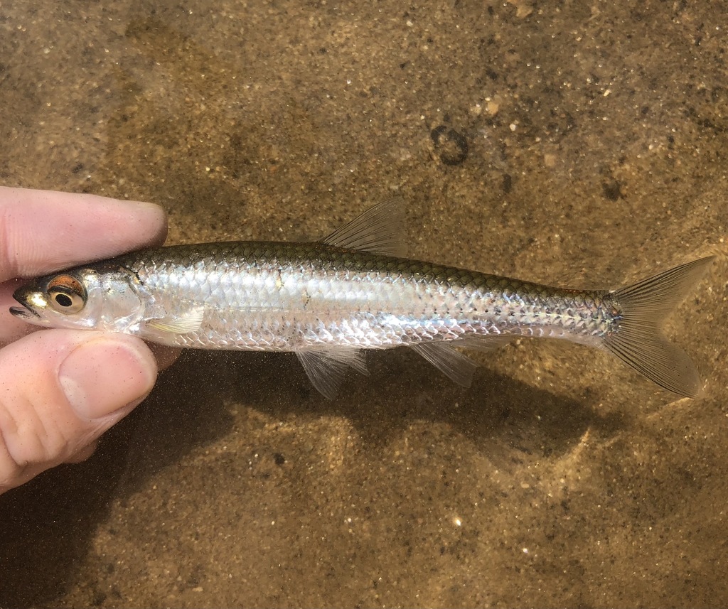 Silver Shiner (Fish of the great lakes watershed) · iNaturalist
