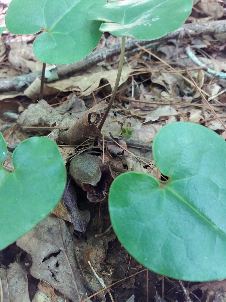 largeflower heartleaf from Transylvania County, US-NC, US on June 16 ...