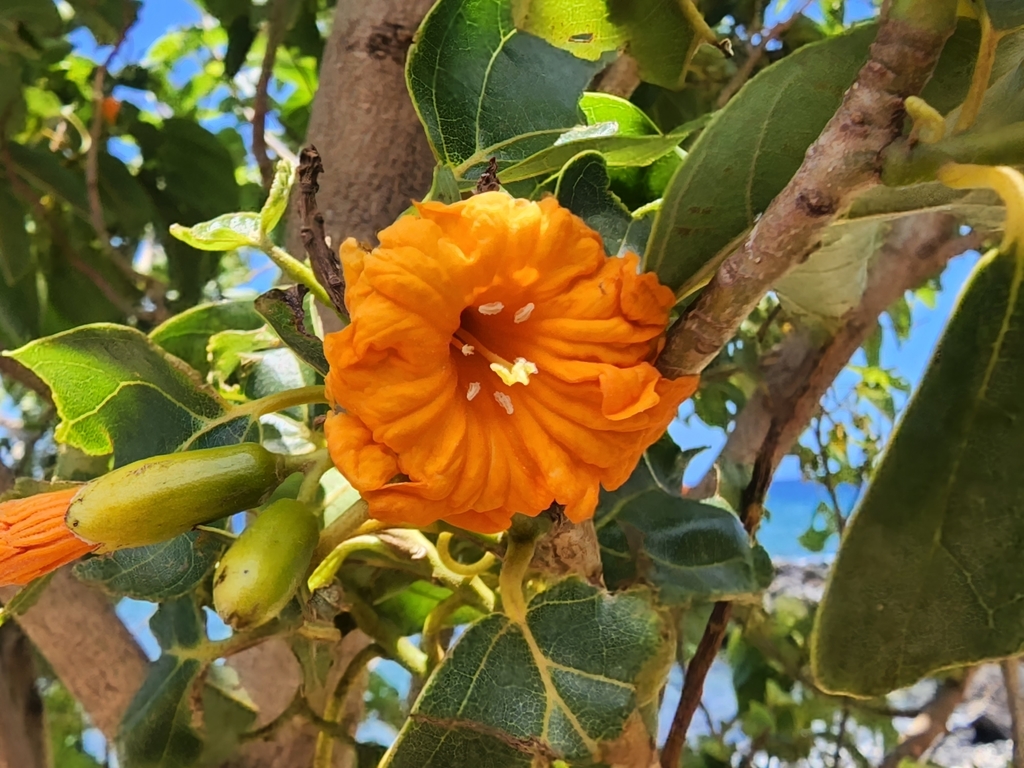 Kerosene Tree (Cordia subcordata) - Botanical Realm