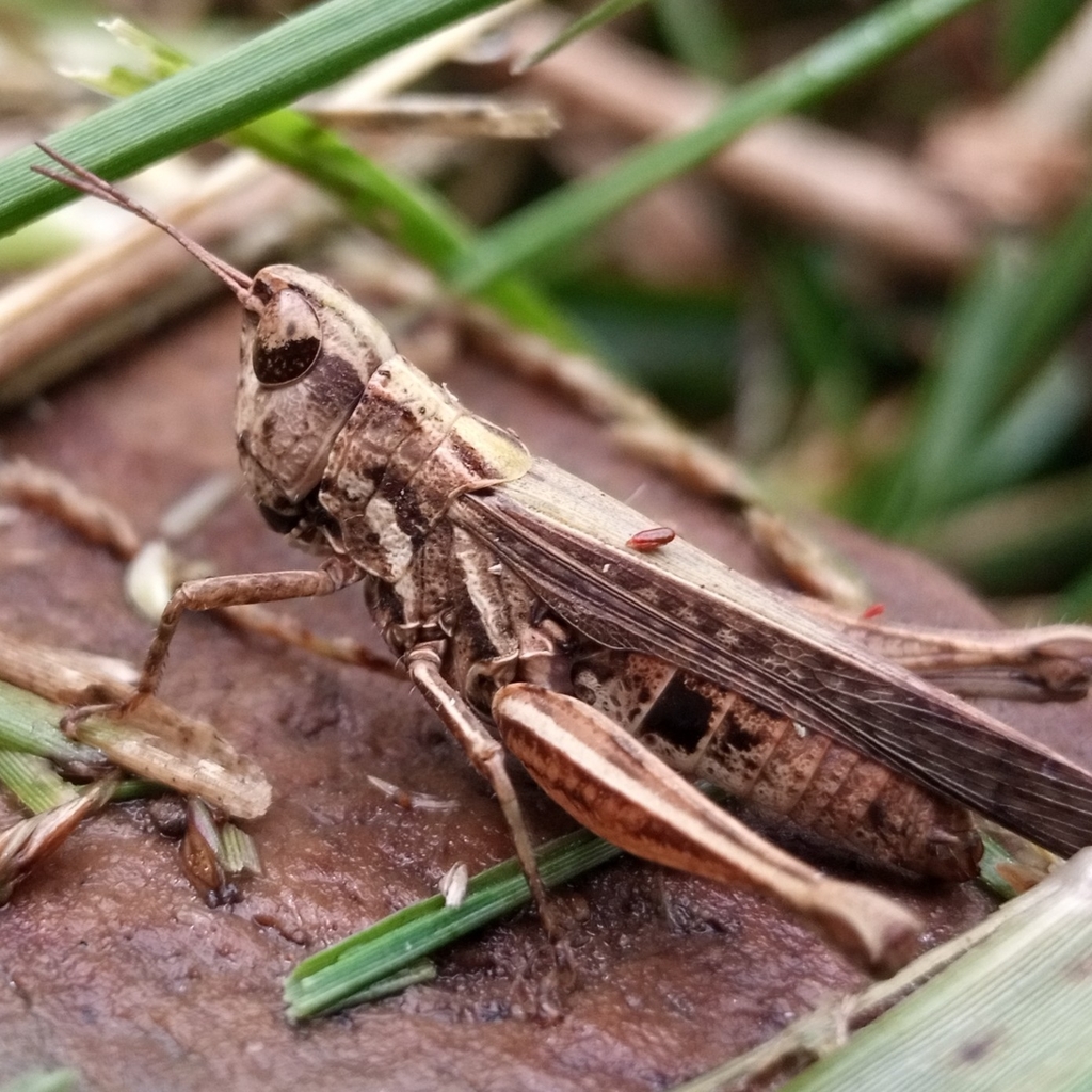 Stridulating Slantface Grasshoppers from Cáqueza, Cundinamarca ...