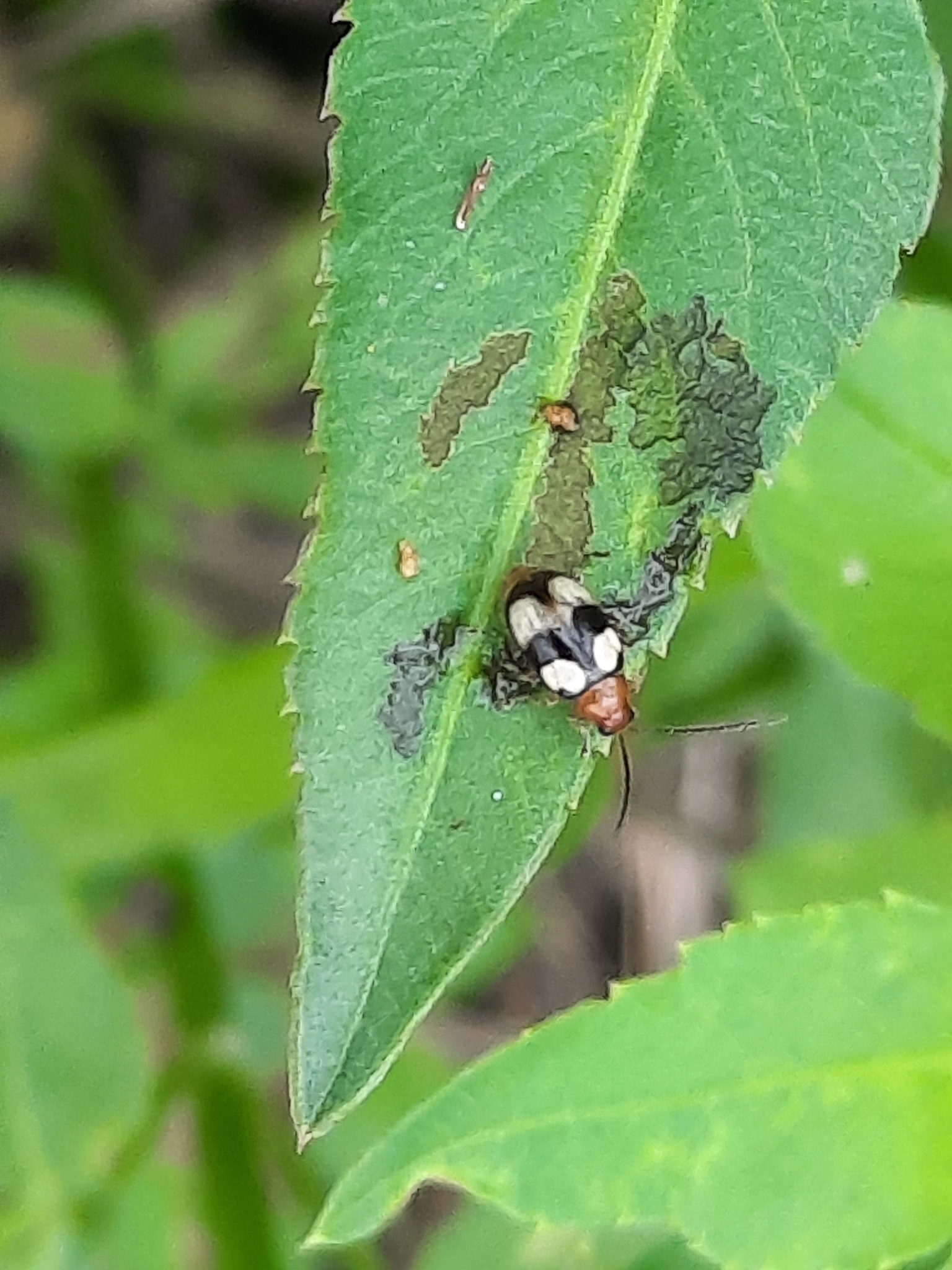 Monolepta signata (Olivier, 1808)
