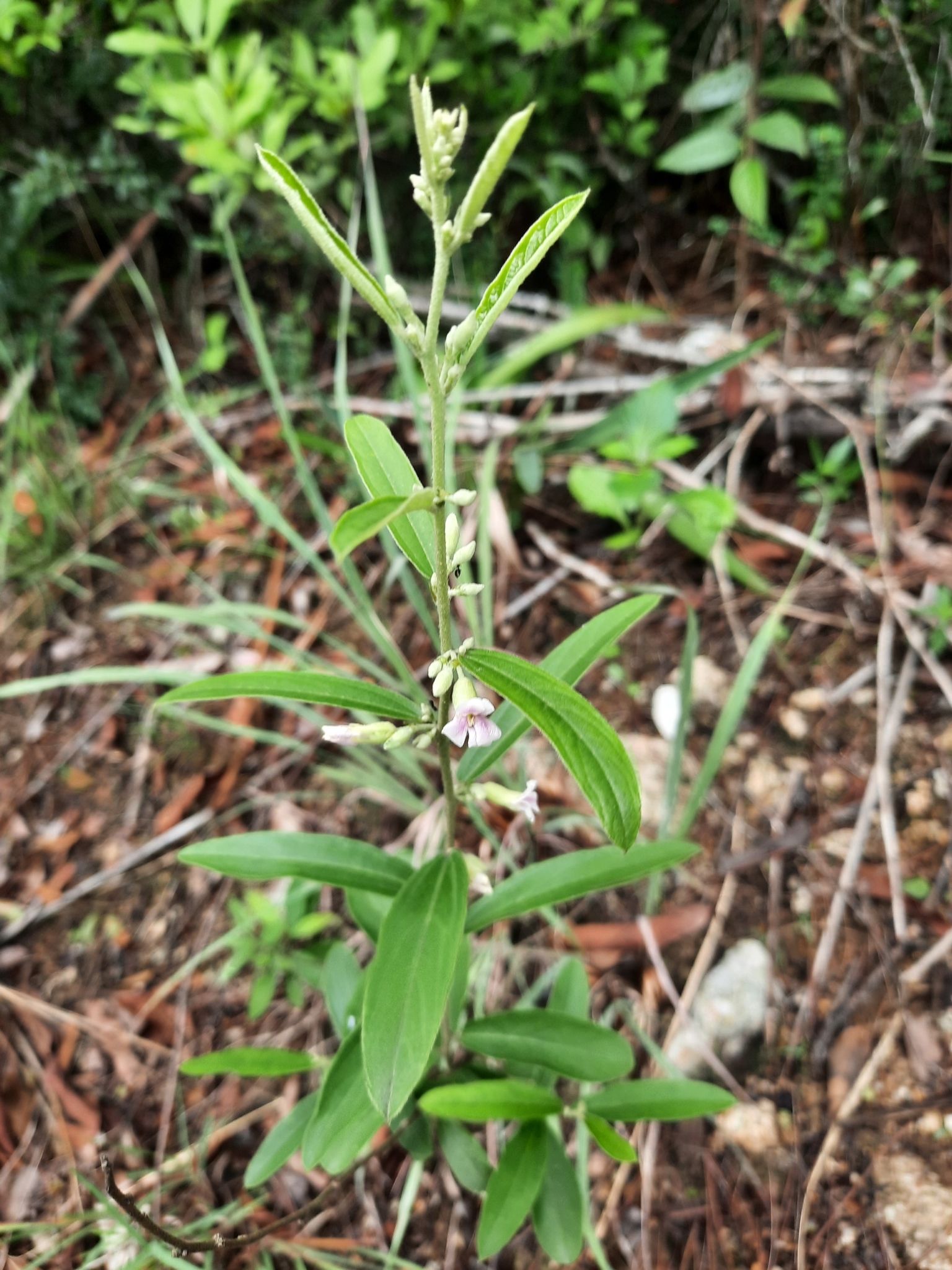 Helicteres angustifolia L.