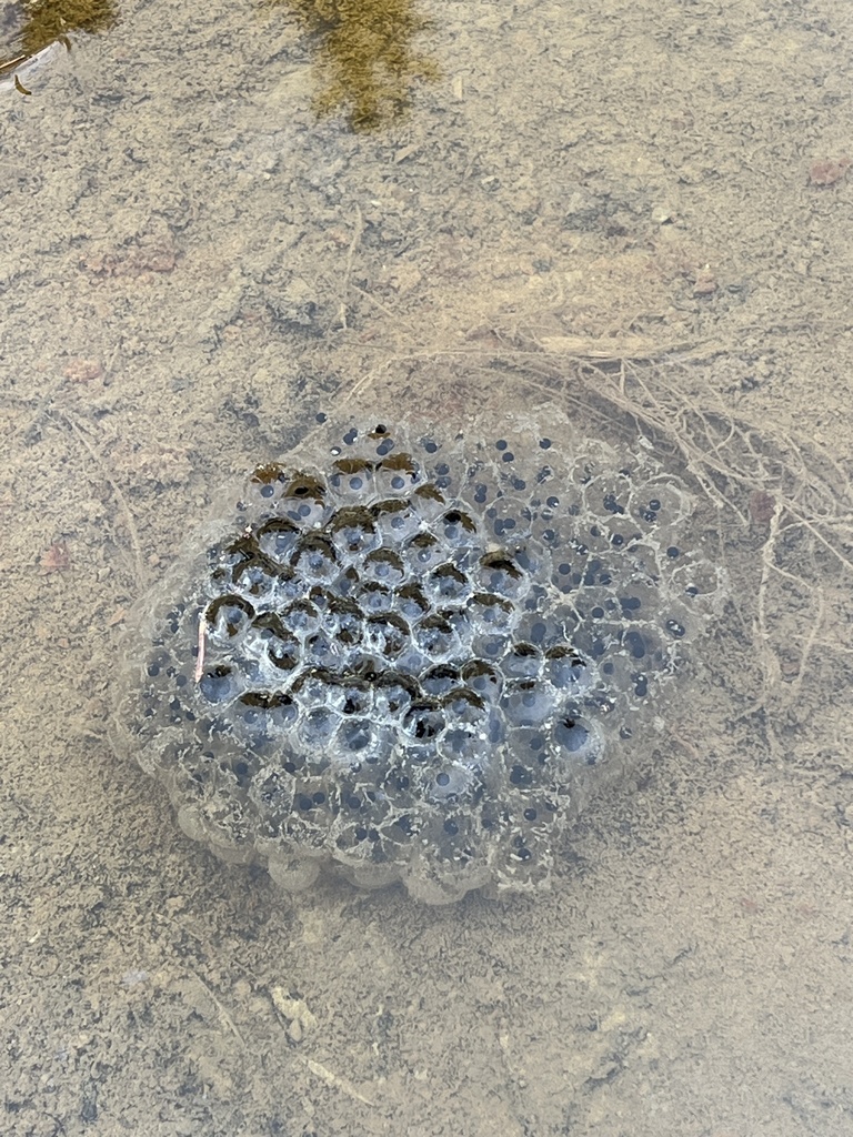 Columbia Spotted Frog from Thompson-Nicola, BC, CA on May 15, 2022 at ...