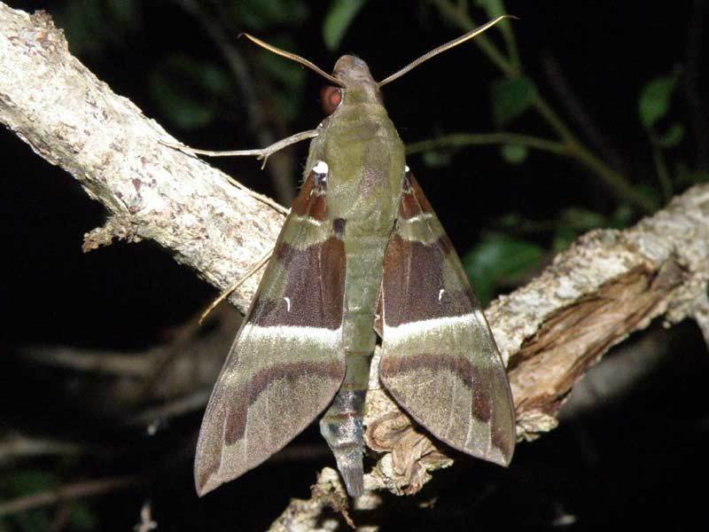 White Banded Nephele (Butterflies and Moths of the Republic of Congo ...
